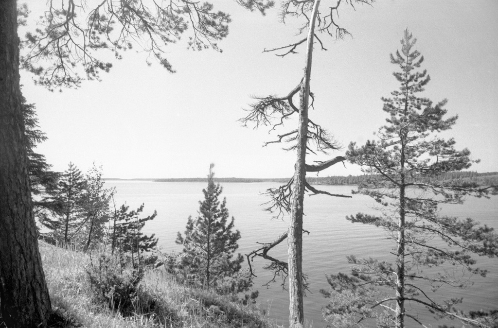 Фото "Сосны на берегу острова Святого", 20 июня 1982, Карельская АССР ...