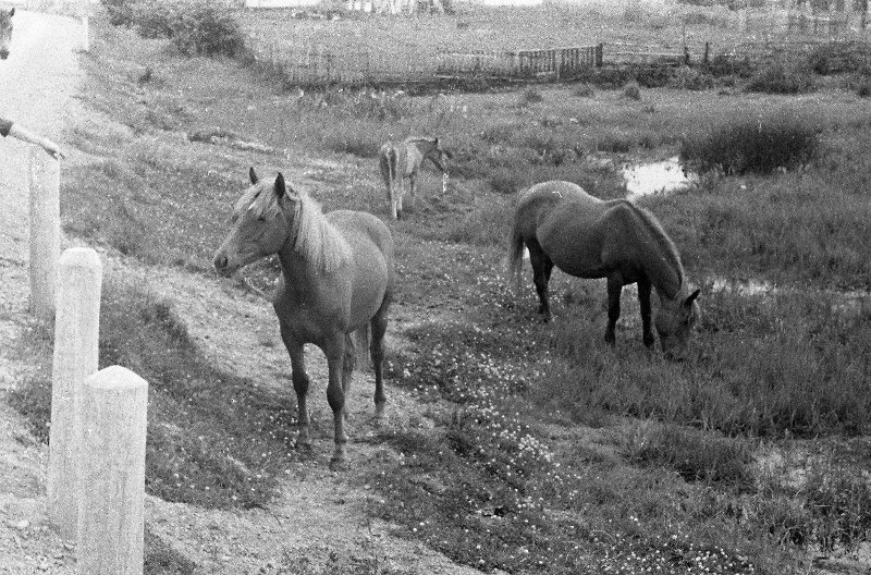 Фото "Лошади", 1967 год, Сахалинская обл. - История России в фотографиях