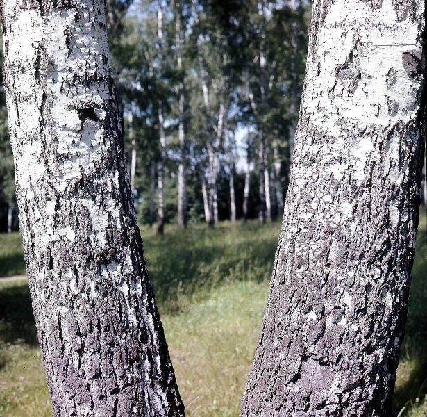 Фото "Стволы берез", 1955 - 1974 - История России в фотографиях